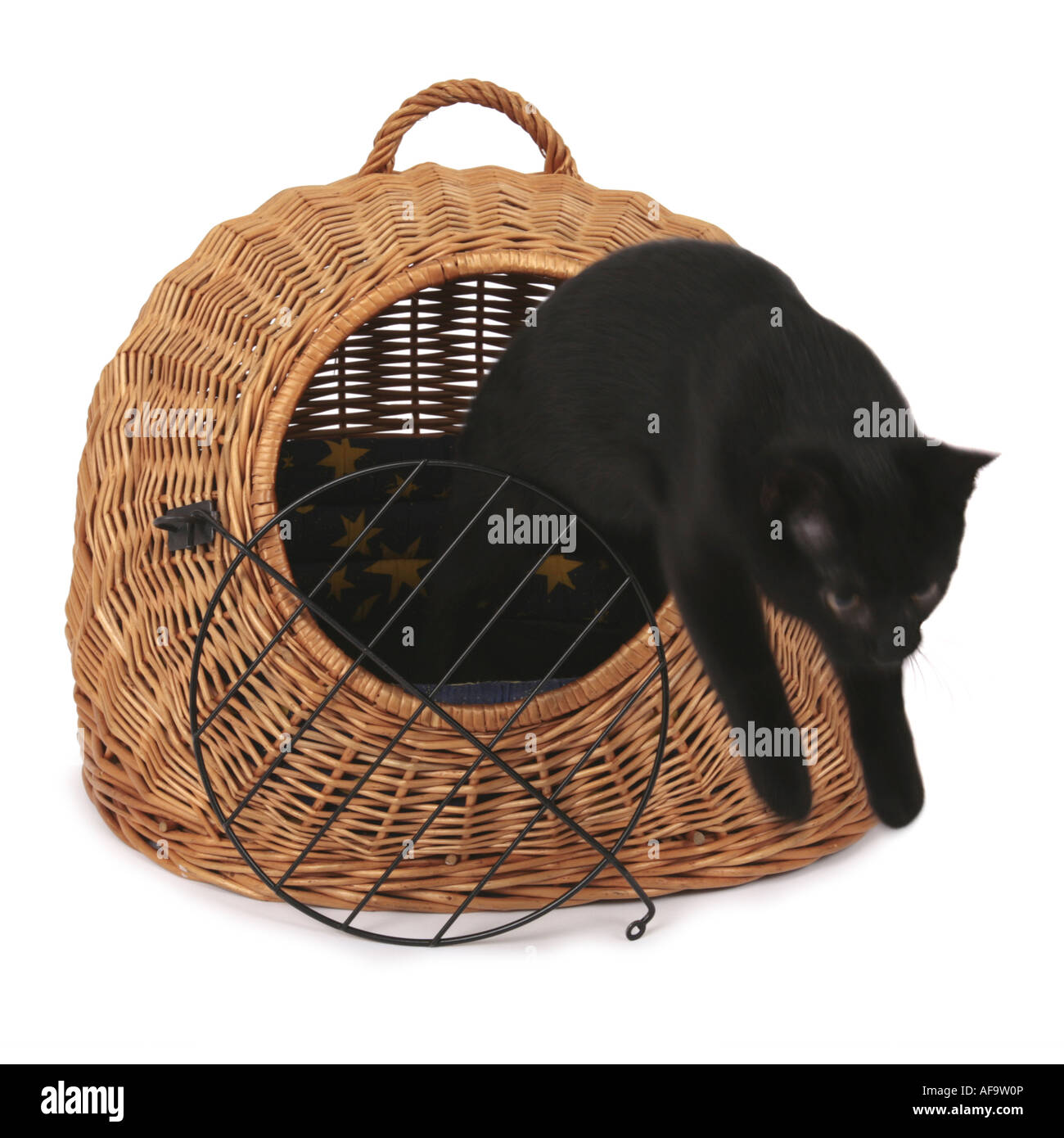 domestic cat, house cat (Felis silvestris f. catus), cat jumping out of ...