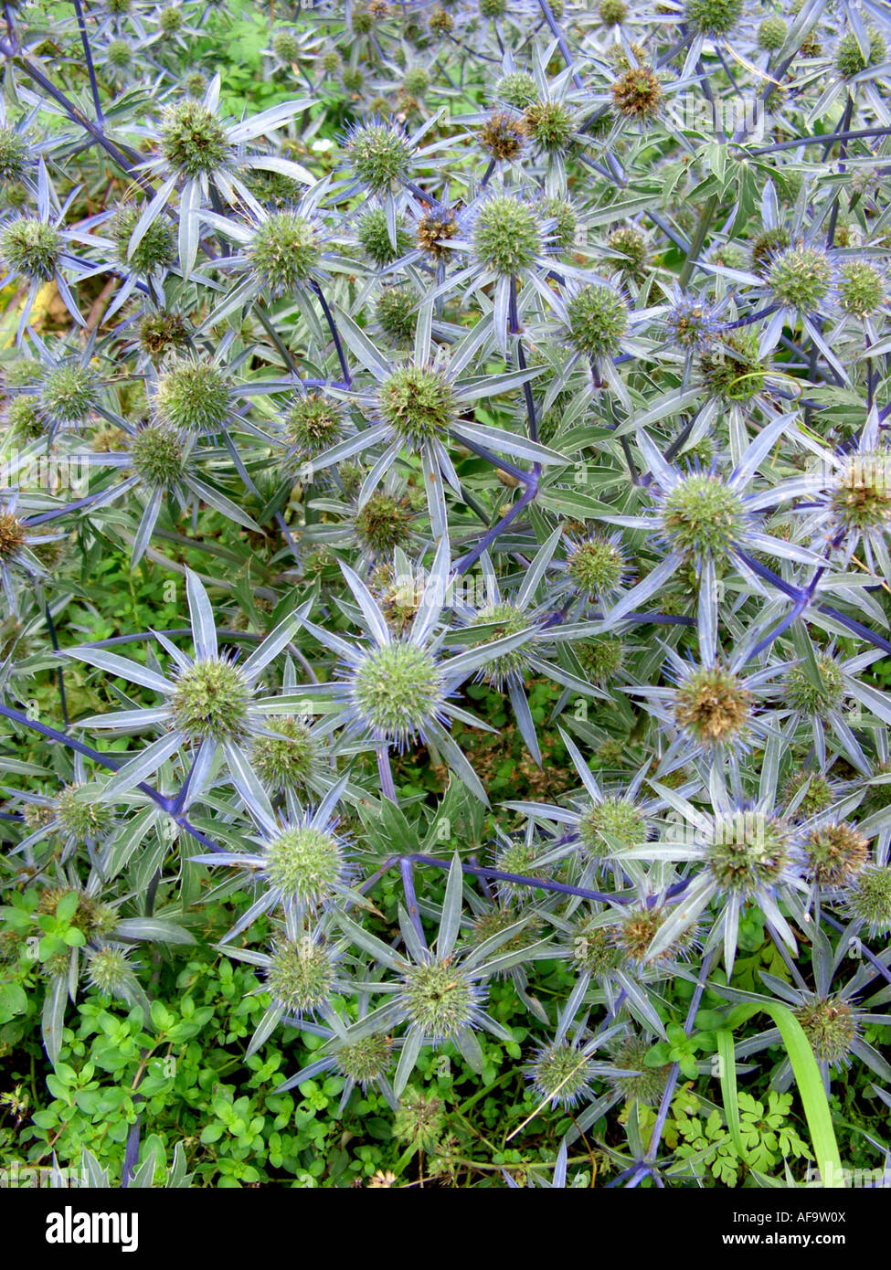 Seaholly, Plain coyote thistle (Eryngium planum 'Blaukappe', Eryngium ...