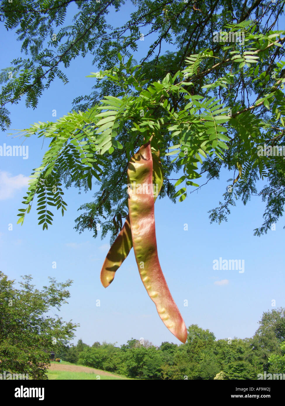 Thornless honeylocust (Gleditsia triacanthos var. inermis), branch with ...