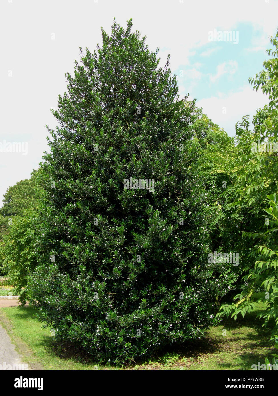 common holly, English holly (Ilex aquifolium 'J. C. van Tol', Ilex ...