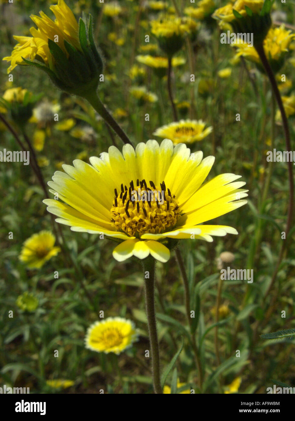 Tidytips, Tidy tip (Layia platyglossa), blooming Stock Photo - Alamy