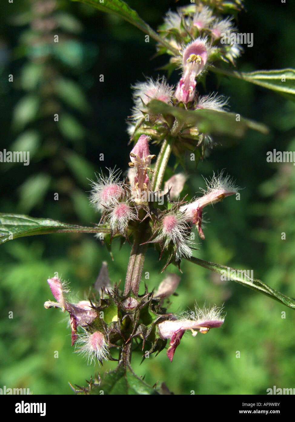 common motherwort (Leonurus cardiaca), inflorescence Stock Photo - Alamy