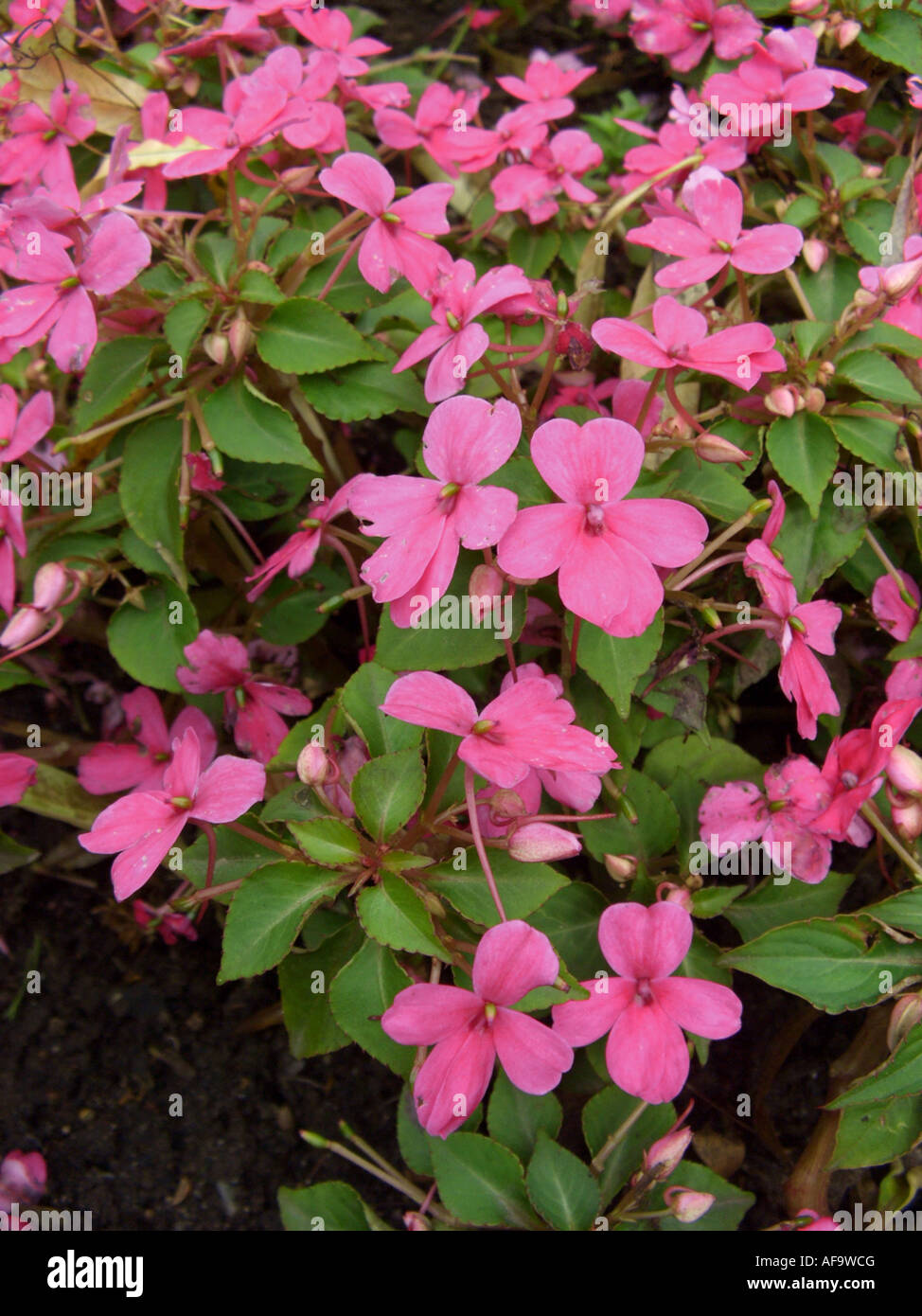 impatiens (Impatiens walleriana), blooming Stock Photo - Alamy