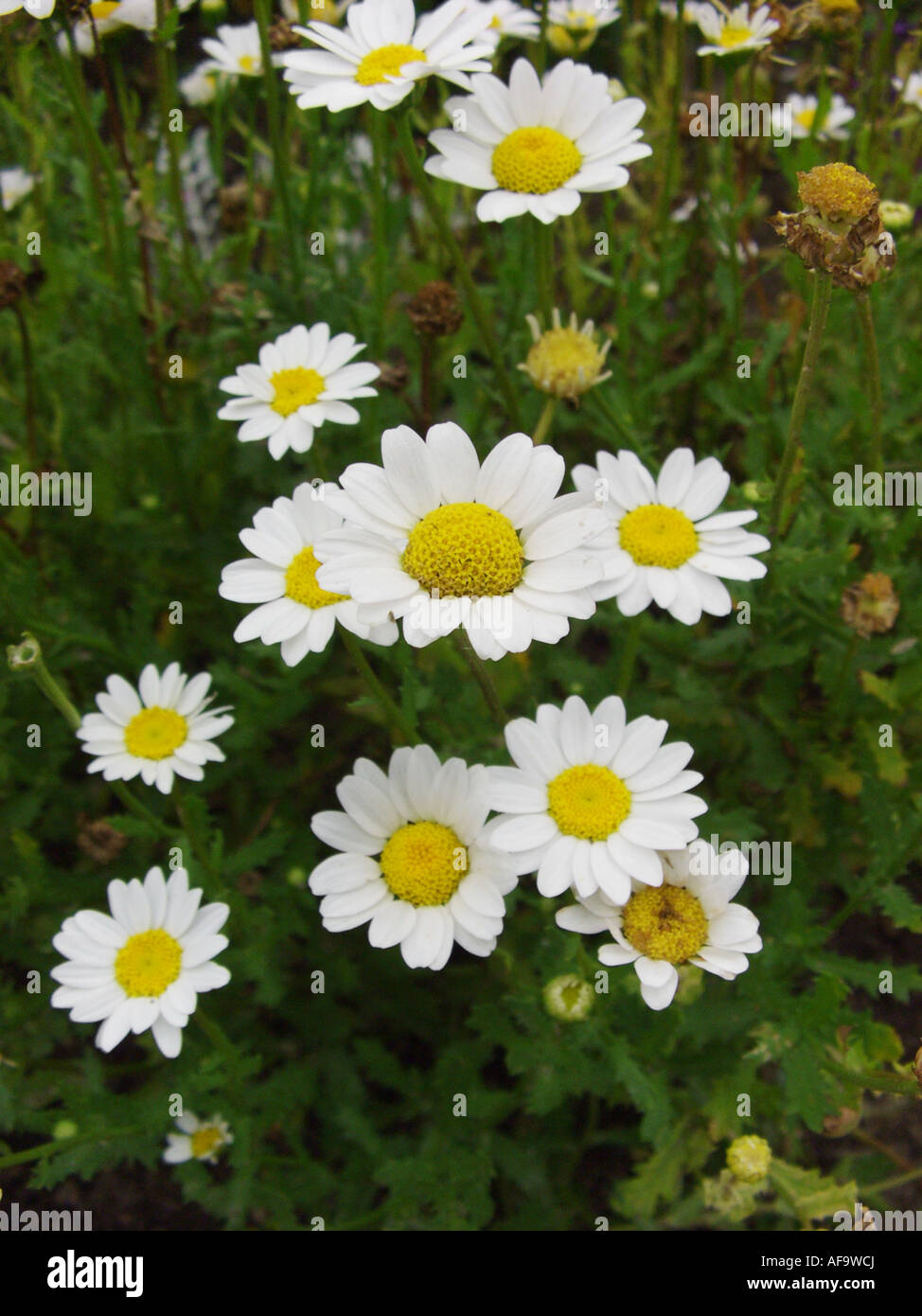 Mini margueritte hi-res stock photography and images - Alamy