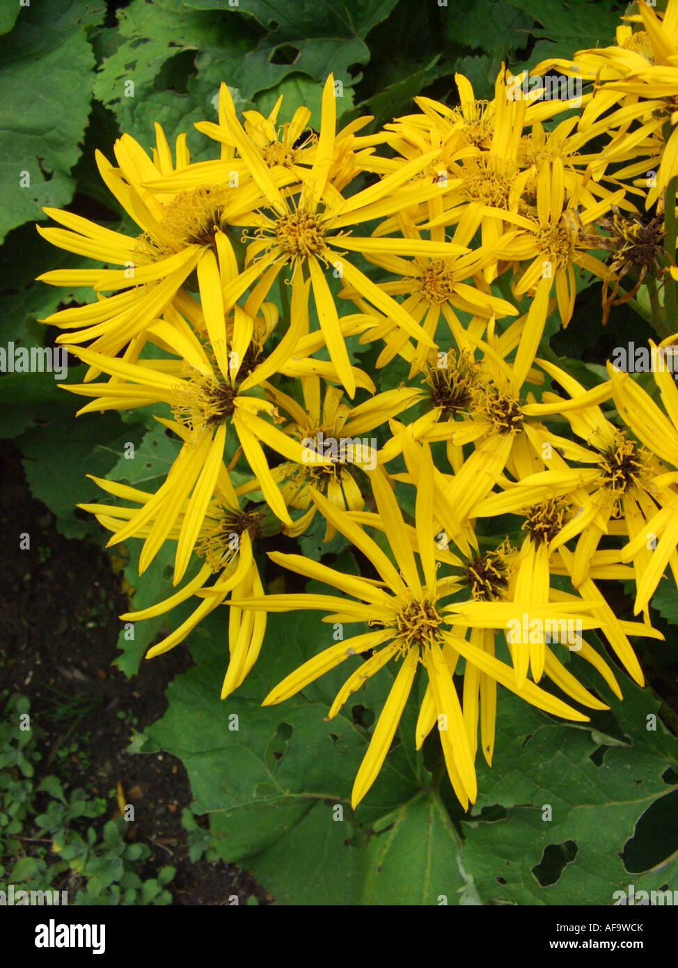 Orange Ligularia, Summer ragwort, Golden Groundsel (Ligularia dentata ...