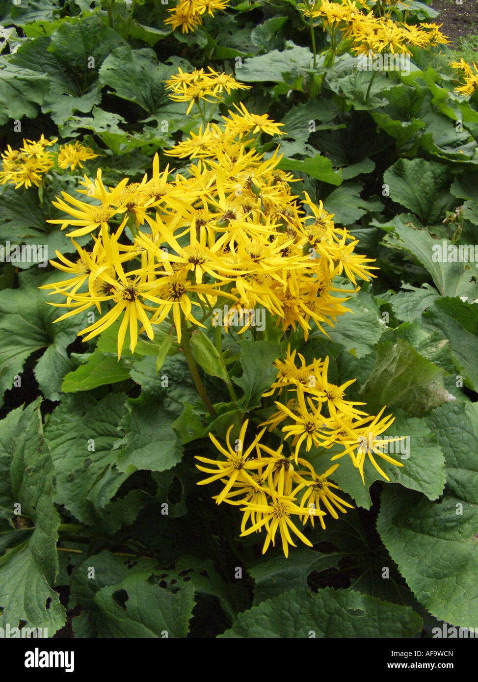 Orange Ligularia, Summer ragwort, Golden Groundsel (Ligularia dentata ...
