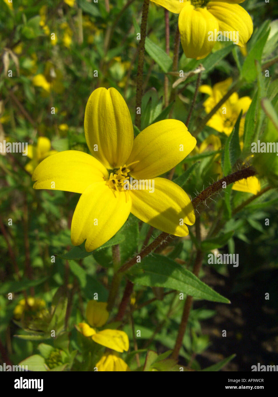 Yellow_star hi-res stock photography and images - Alamy