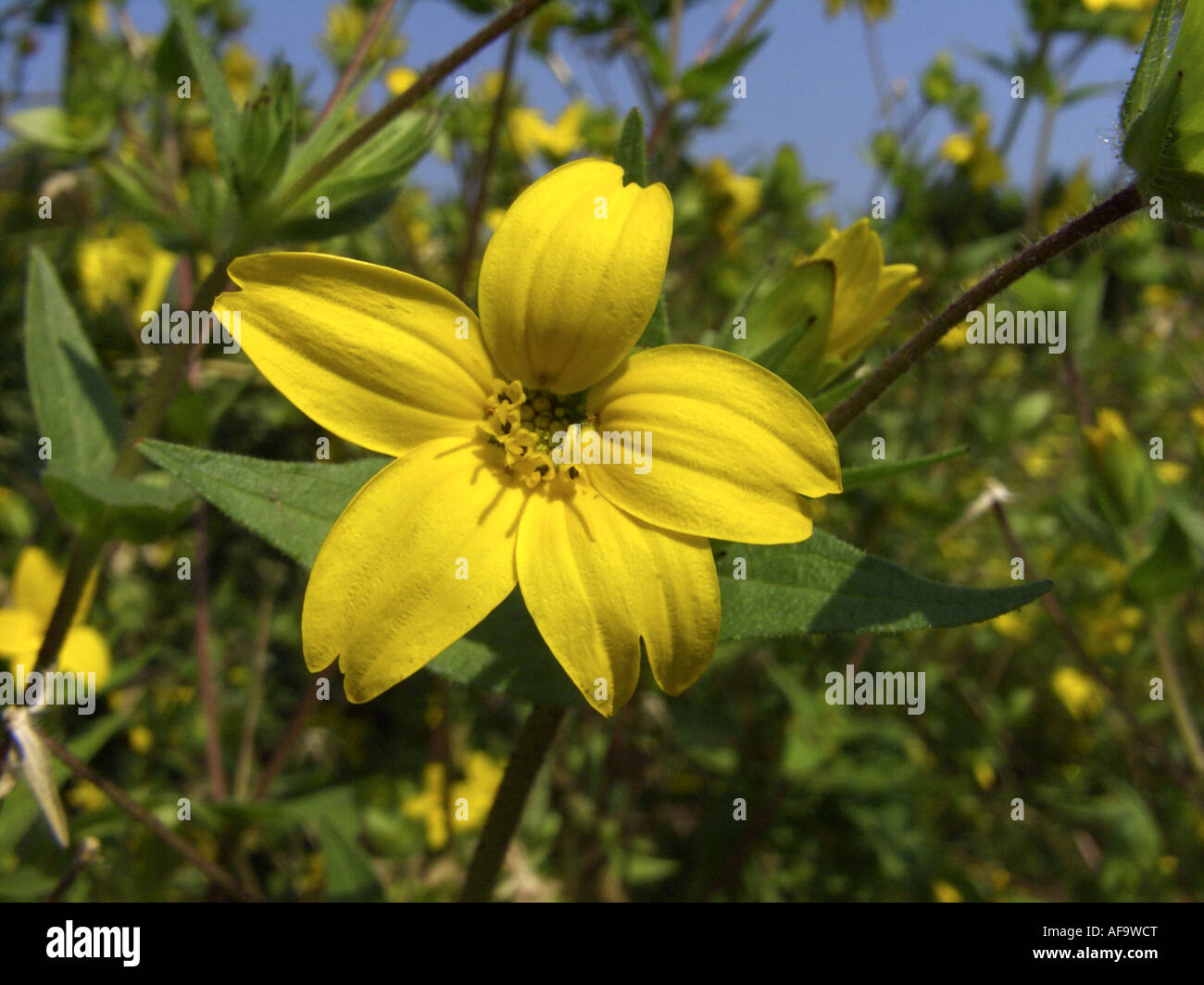 Star daisy, Texas yellowstar, Texas yellow star (Lindheimera texana ...