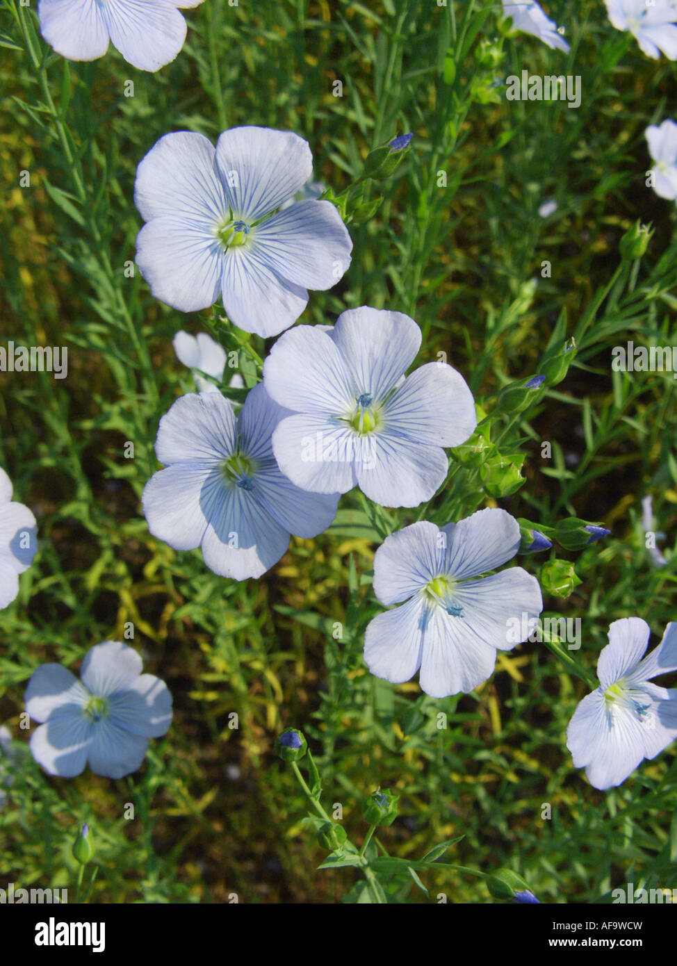 common flax (Linum usitatissimum), flowers Stock Photo - Alamy
