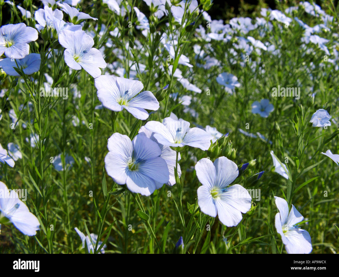 common flax (Linum usitatissimum), flowers Stock Photo - Alamy