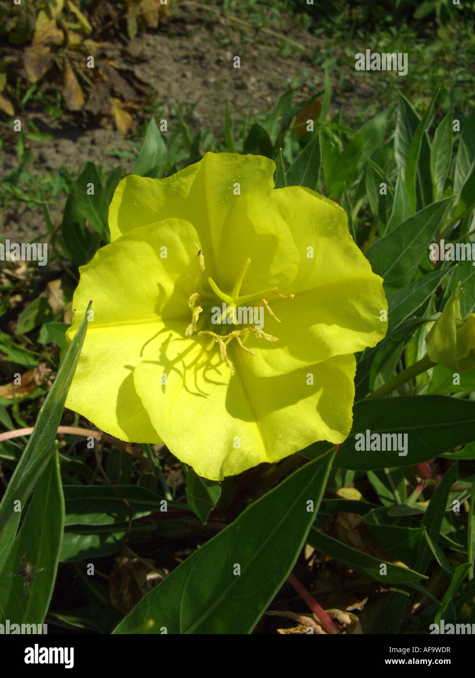 Missourie evening primerose, Prairie evening primrose, Ozark sundrops ...
