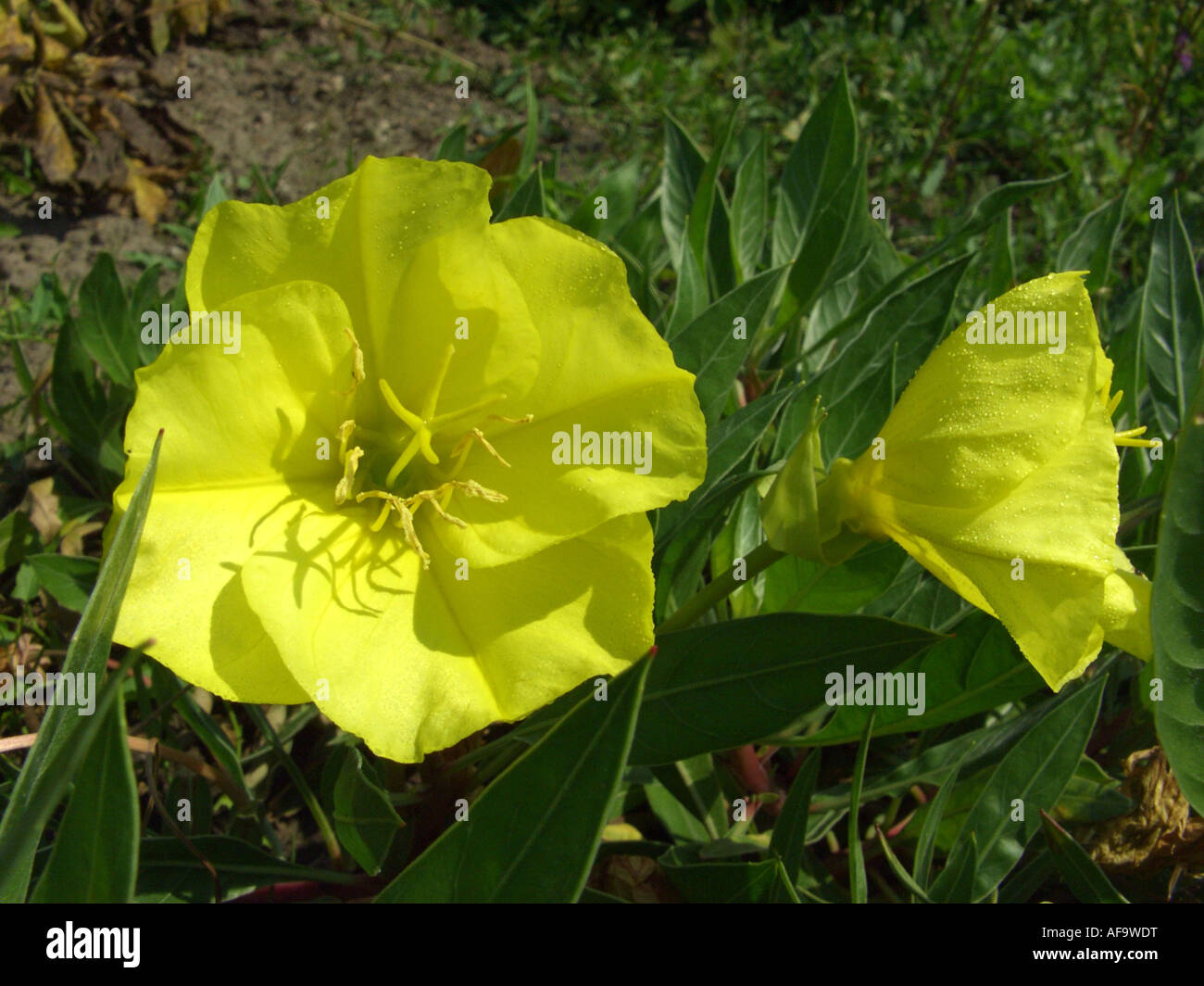 Missourie evening primerose, Prairie evening primrose, Ozark sundrops ...