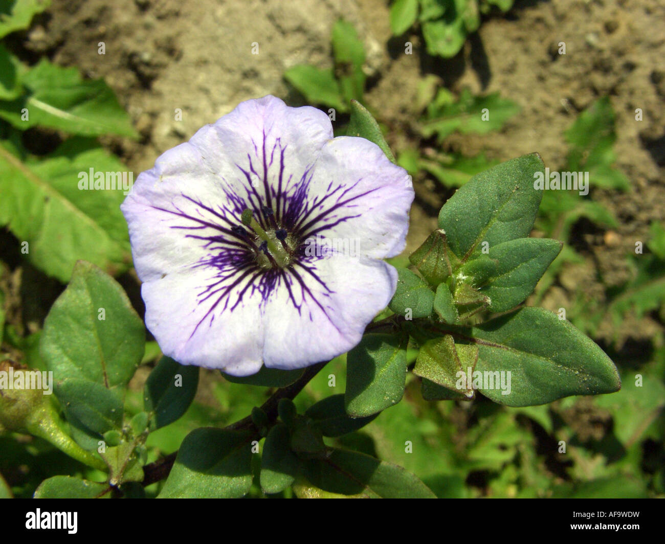 Bell flower hi-res stock photography and images - Alamy