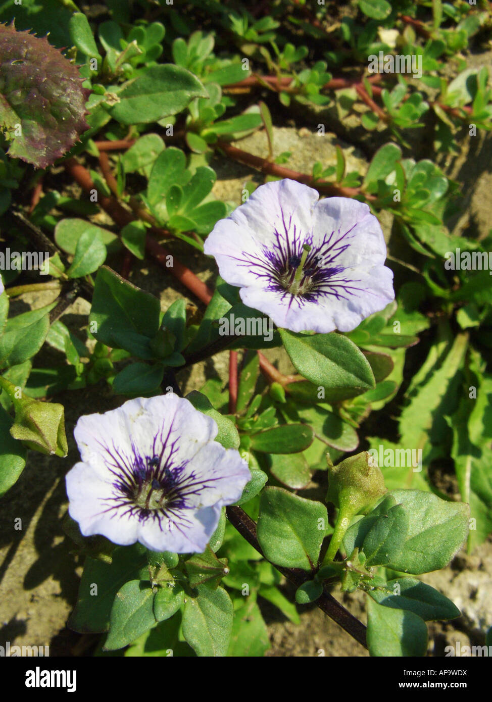 Bell flower hi-res stock photography and images - Alamy