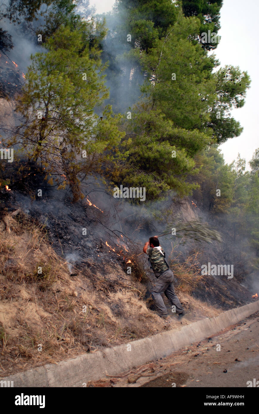 forest fires in Greece in summer 2007, man trying to put out small ...