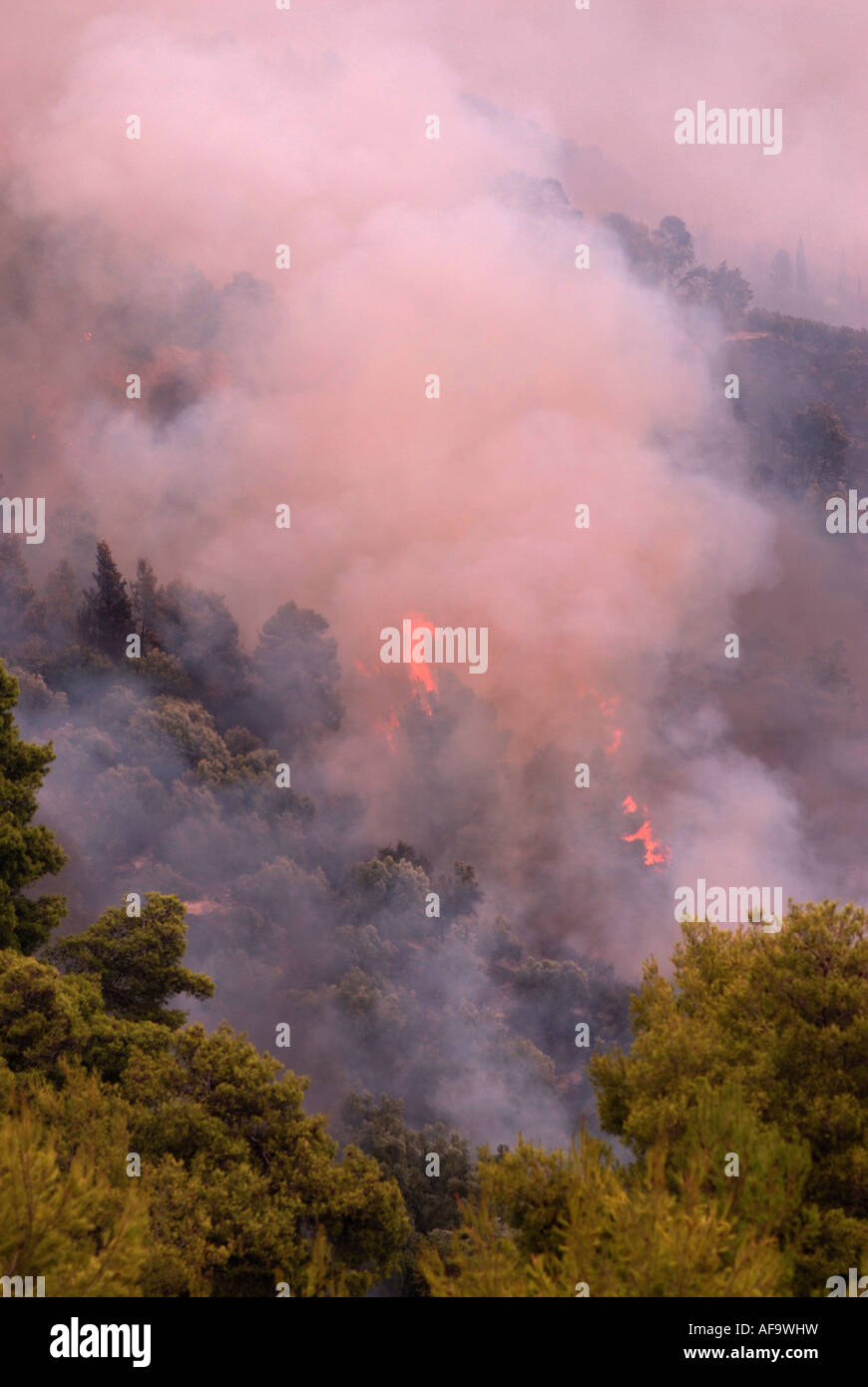 aleppo pine (Pinus halepensis), forest fires in Greece in summer 2007 ...
