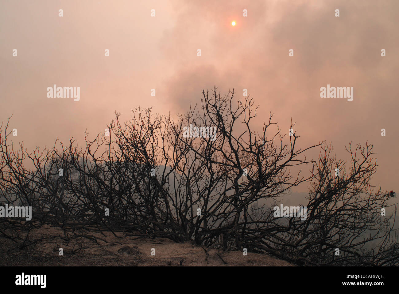 burnt bush, forest fires in Greece in summer 2007, Greece, Peloponnes ...