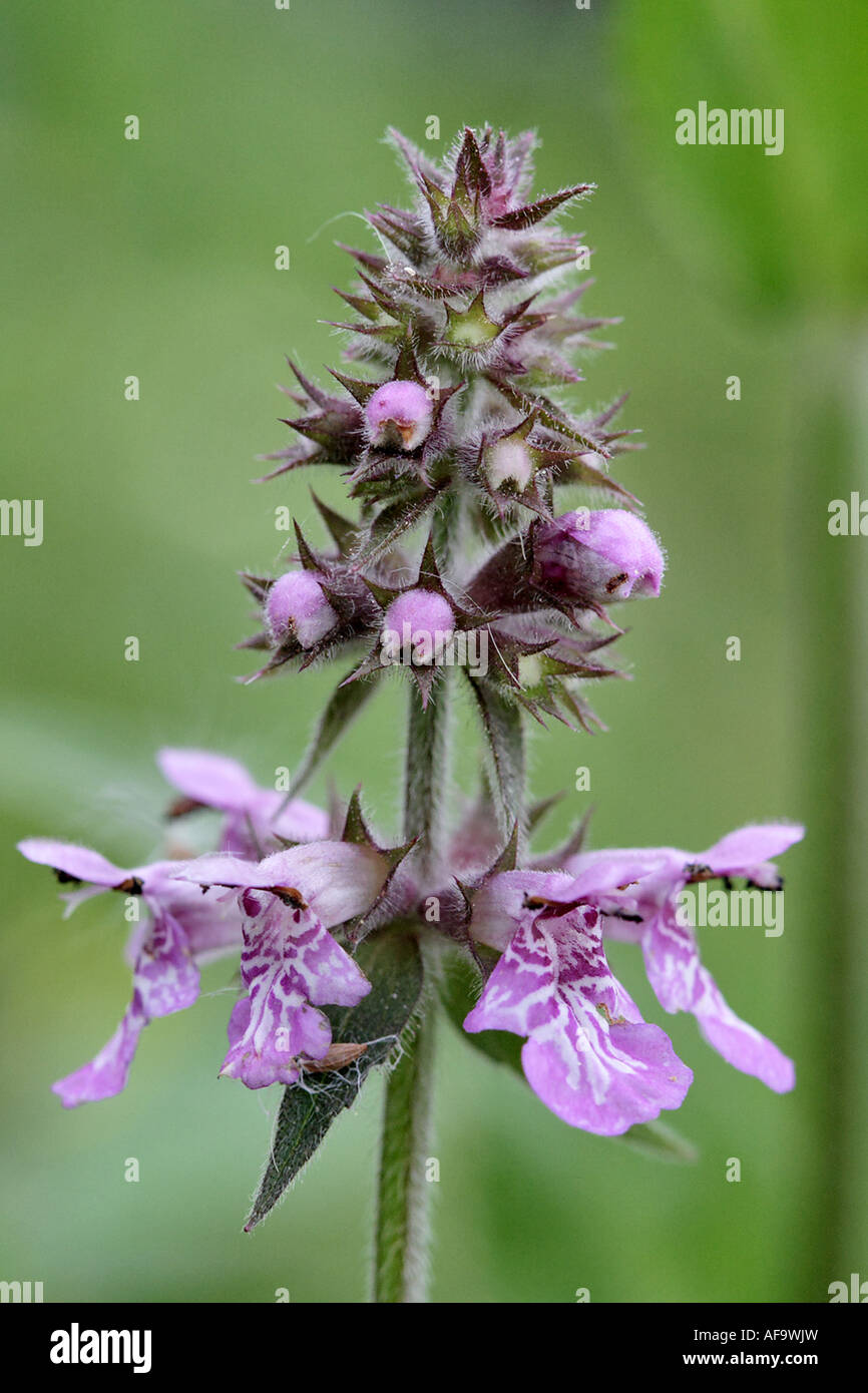marsh betony, marsh woundwort, swamp hedge-nettle, marsh hedge-nettle ...