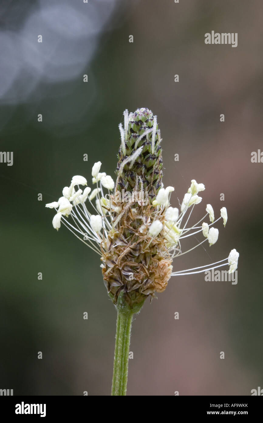 buckhorn plantain, English plantain, ribwort plantain, rib grass ...