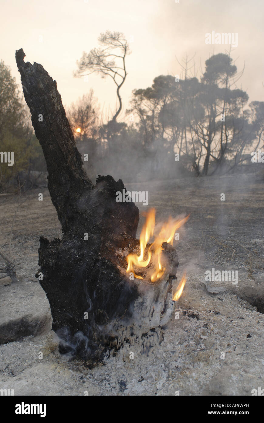 burning tree trunk during forest fires in Greece in summer 2007, Greece ...