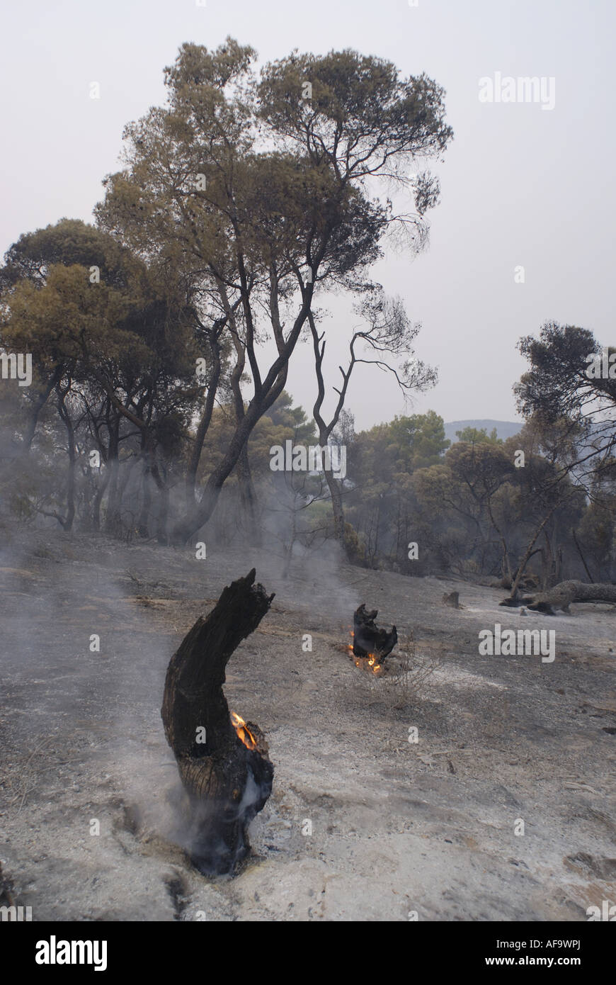 Burning tree trunk during forest hi-res stock photography and images ...