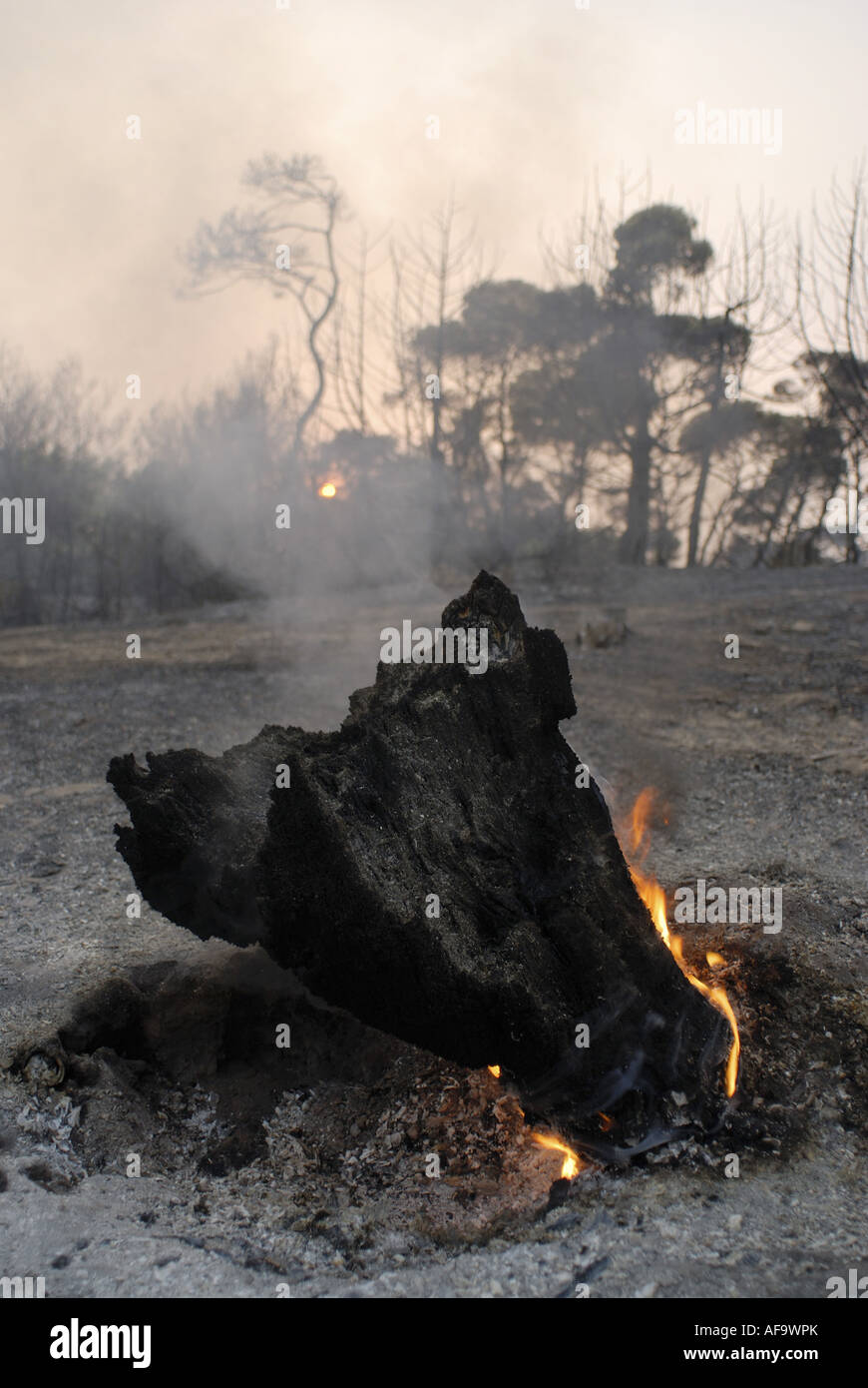burning tree trunk during forest fires in Greece in summer 2007, Greece ...