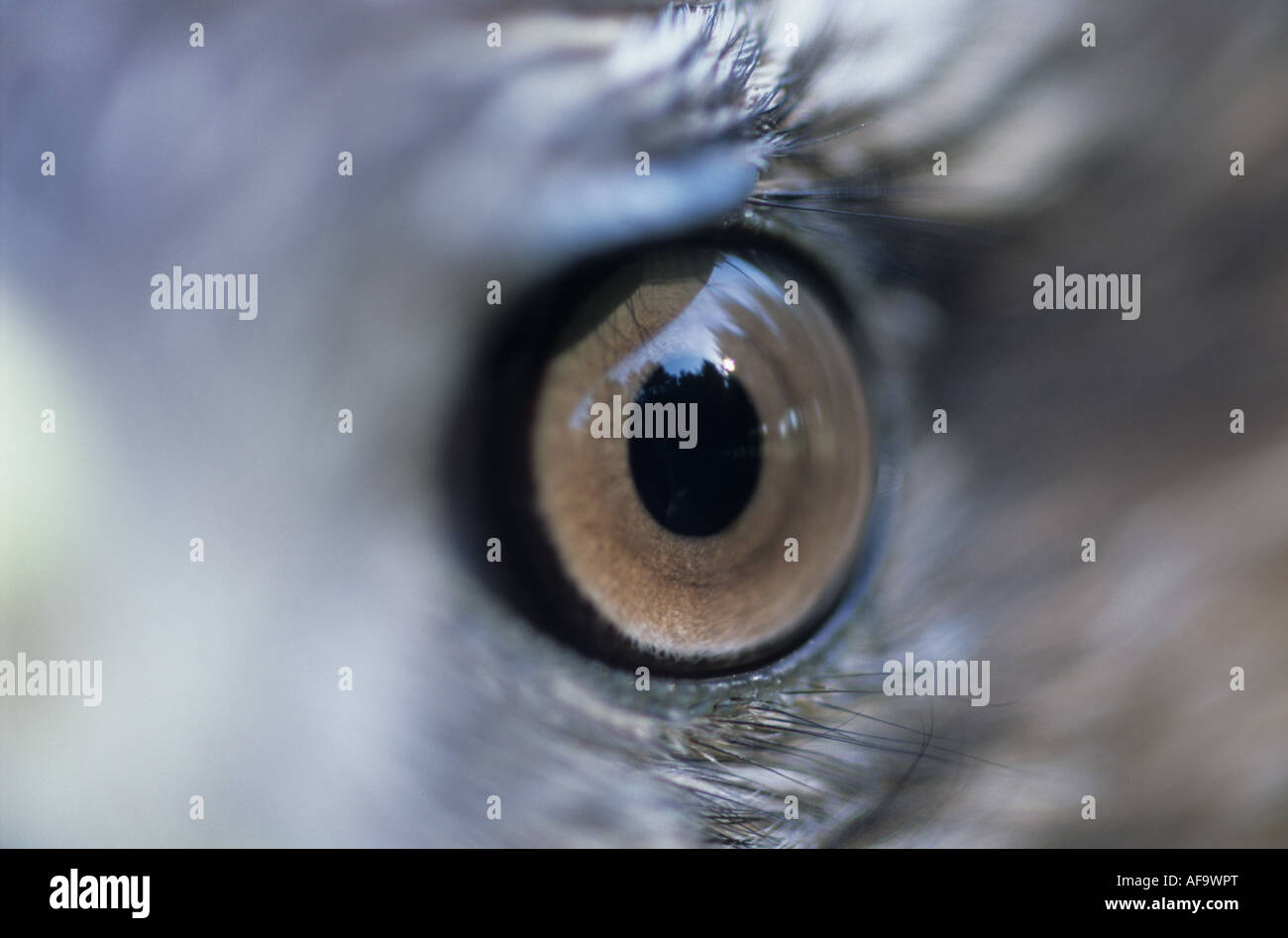 A close up of the eye of a buzzard Stock Photo - Alamy