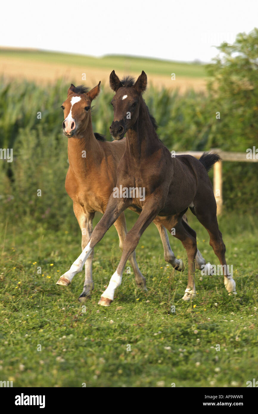 Two barbs hi-res stock photography and images - Alamy