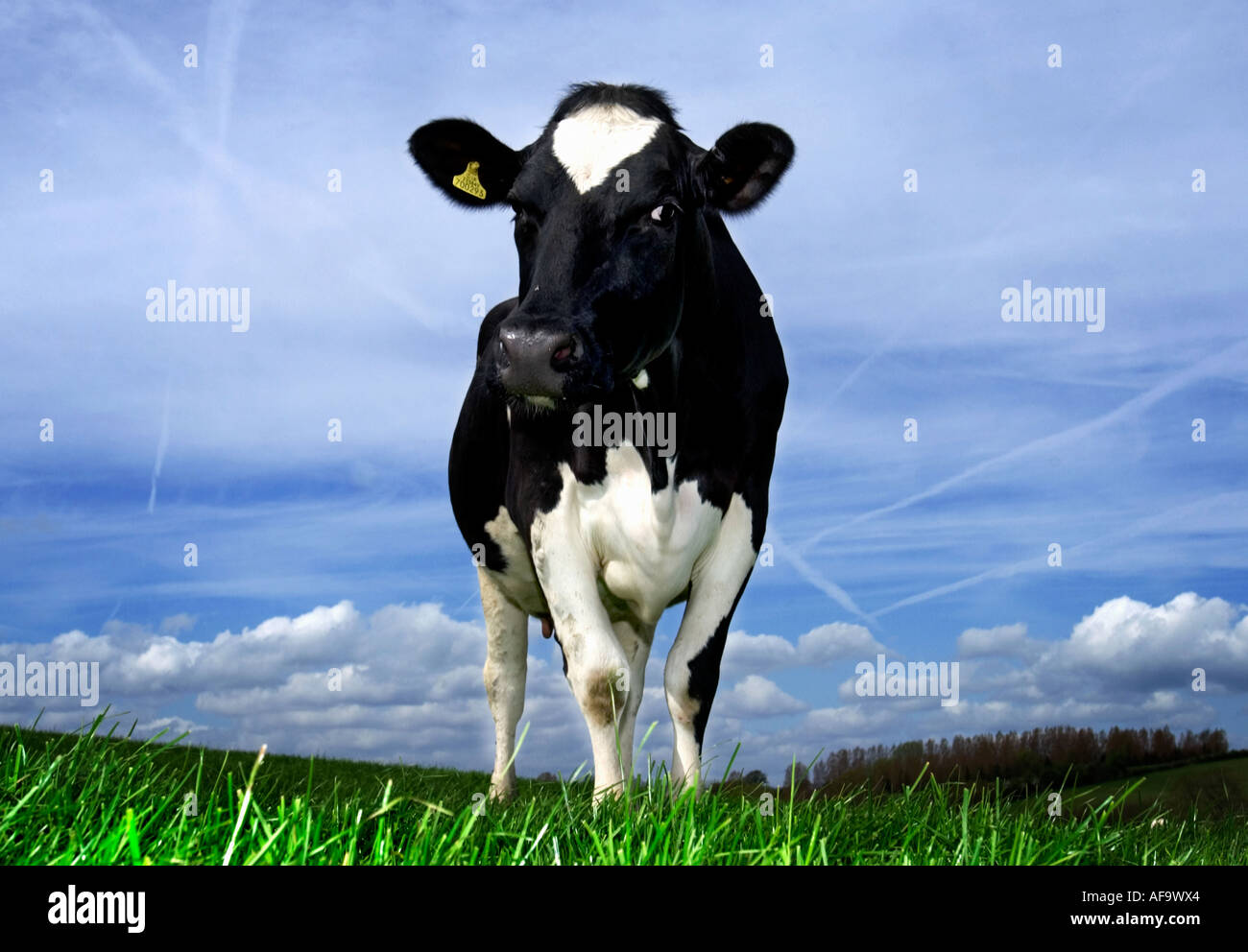 Dairy cow holstein horn hi-res stock photography and images - Alamy
