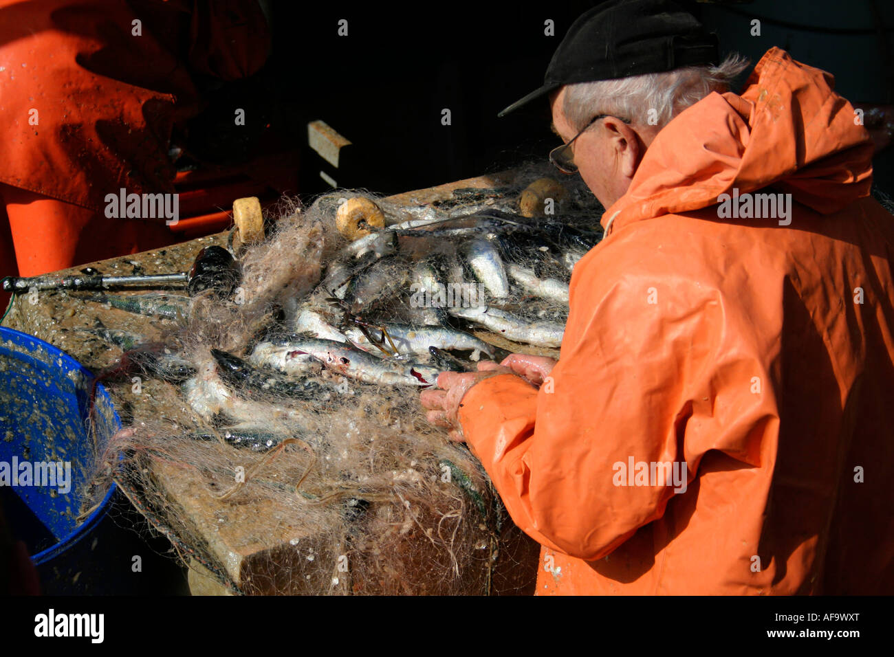 fisherman sorting fish on boat Stock Photo - Alamy