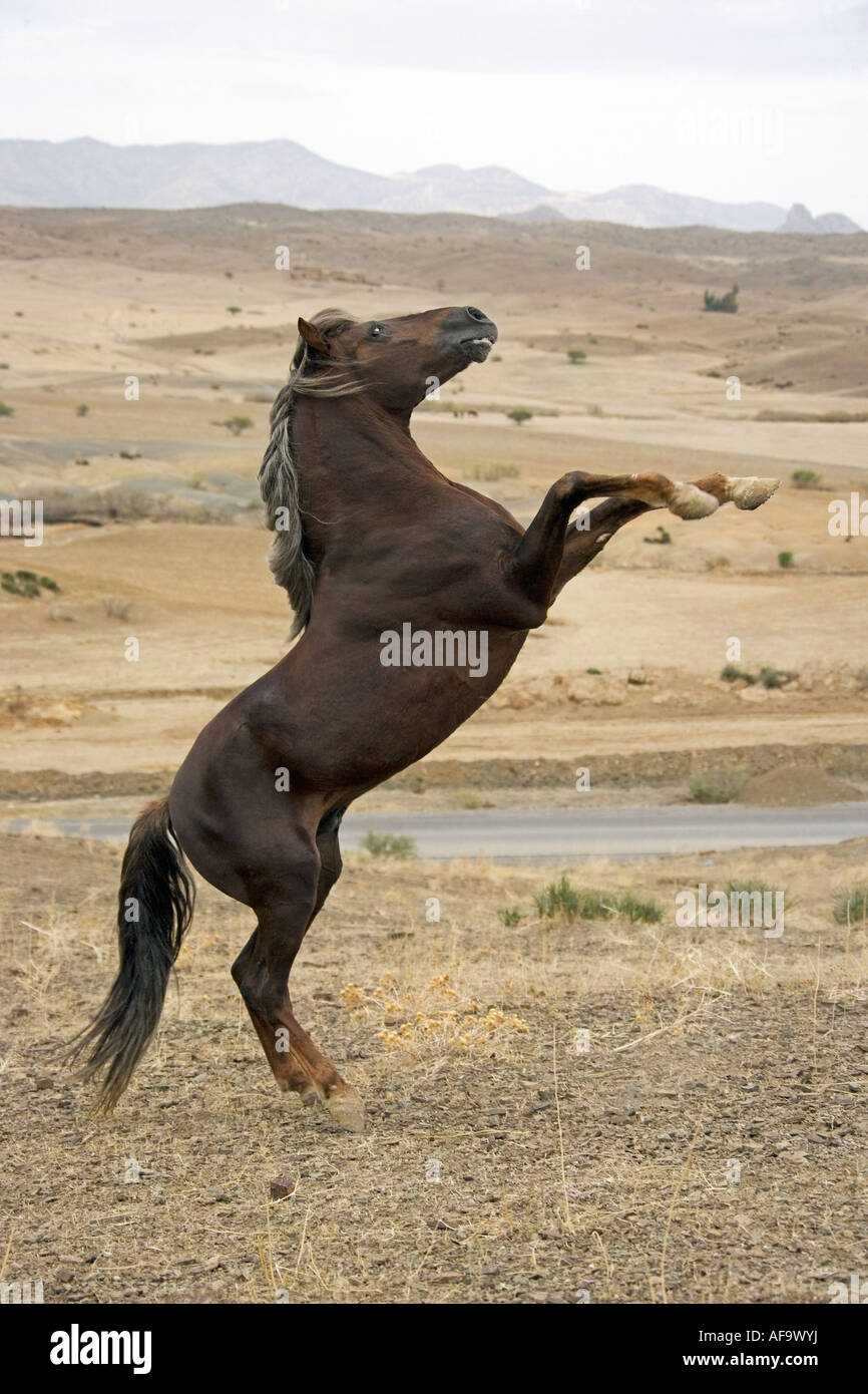 Arab-Barb - rearing Stock Photo - Alamy