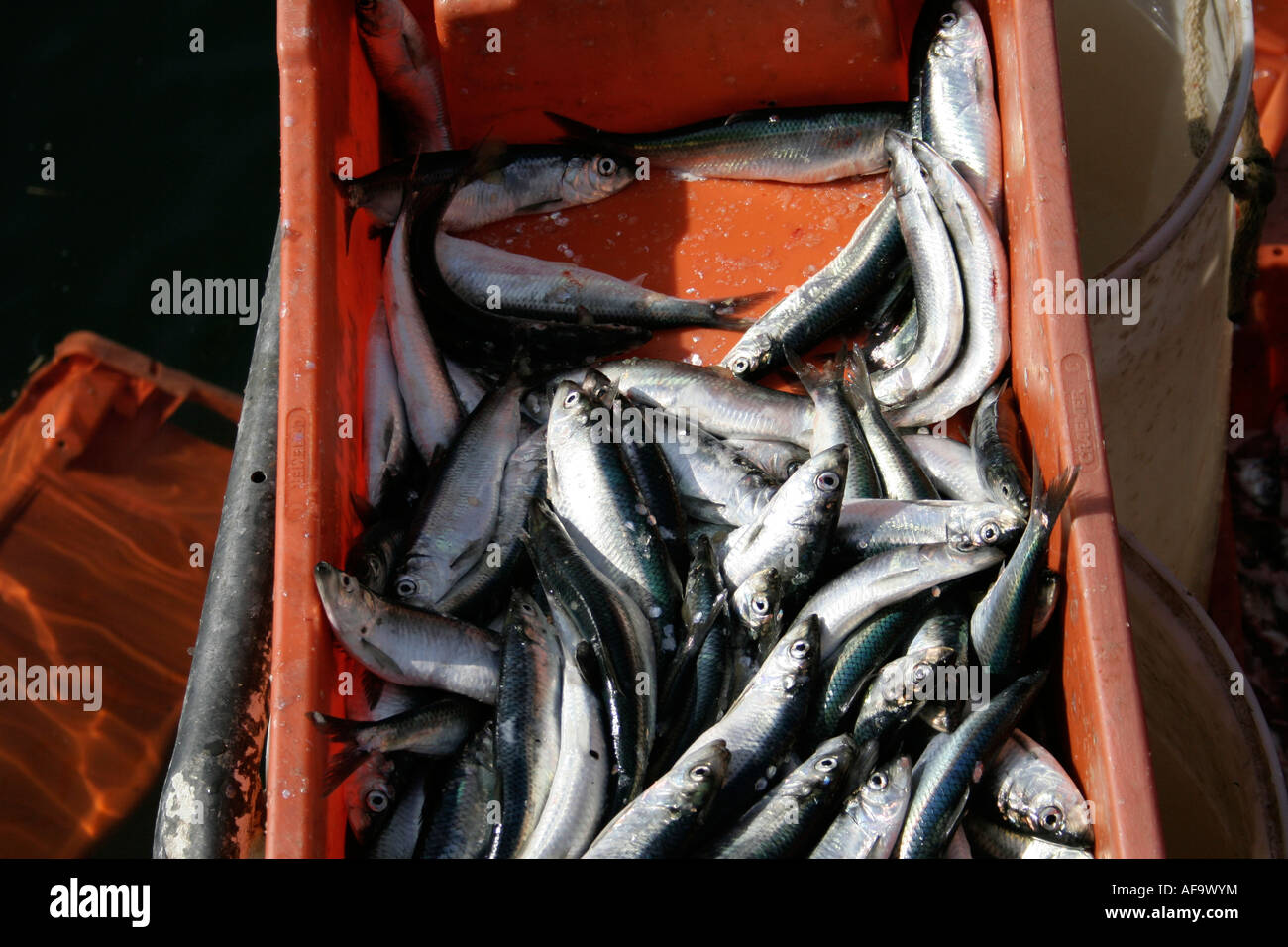 close up of fresh fish in box Stock Photo - Alamy