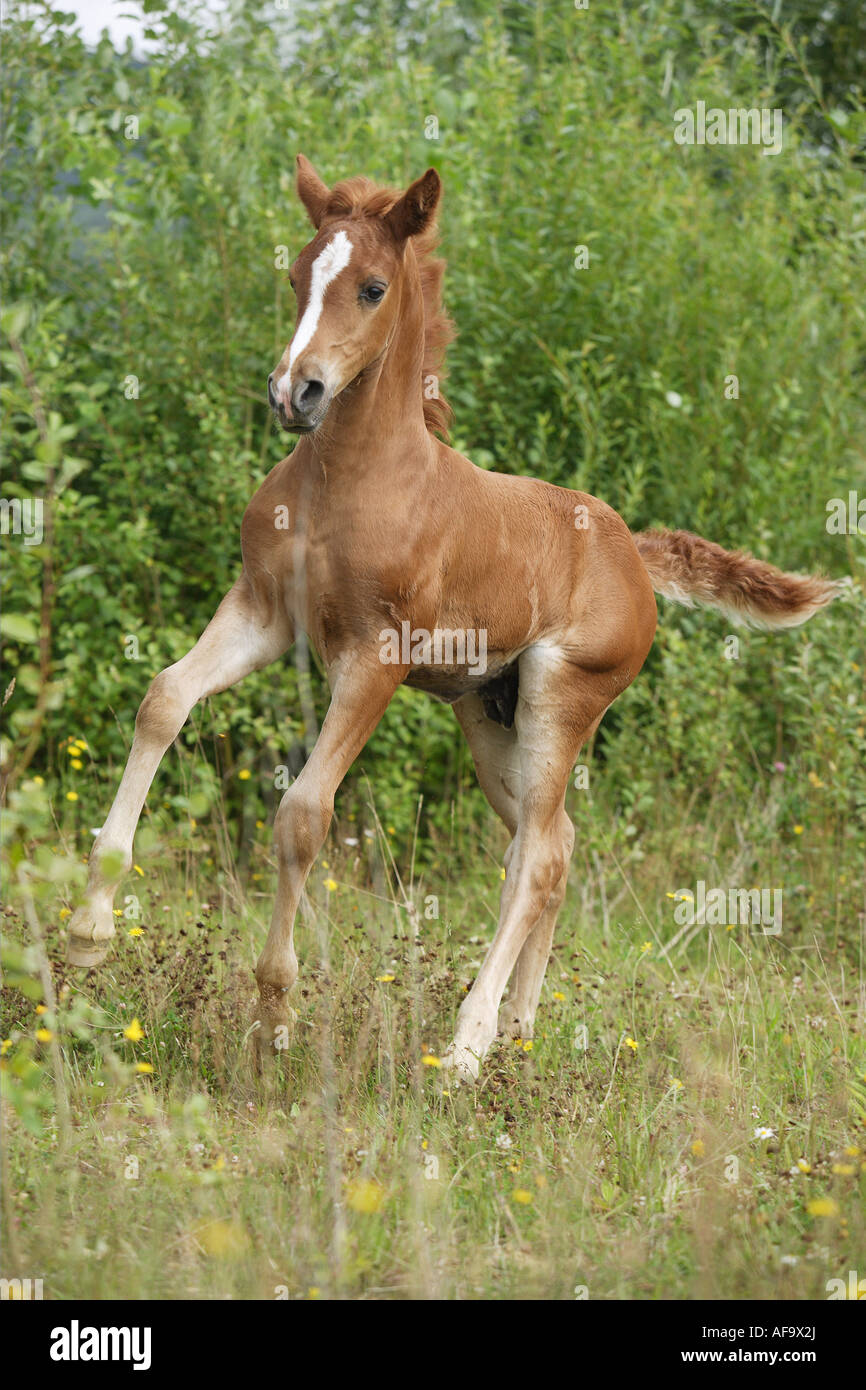 Arabian horse barb horse young hi-res stock photography and images - Alamy