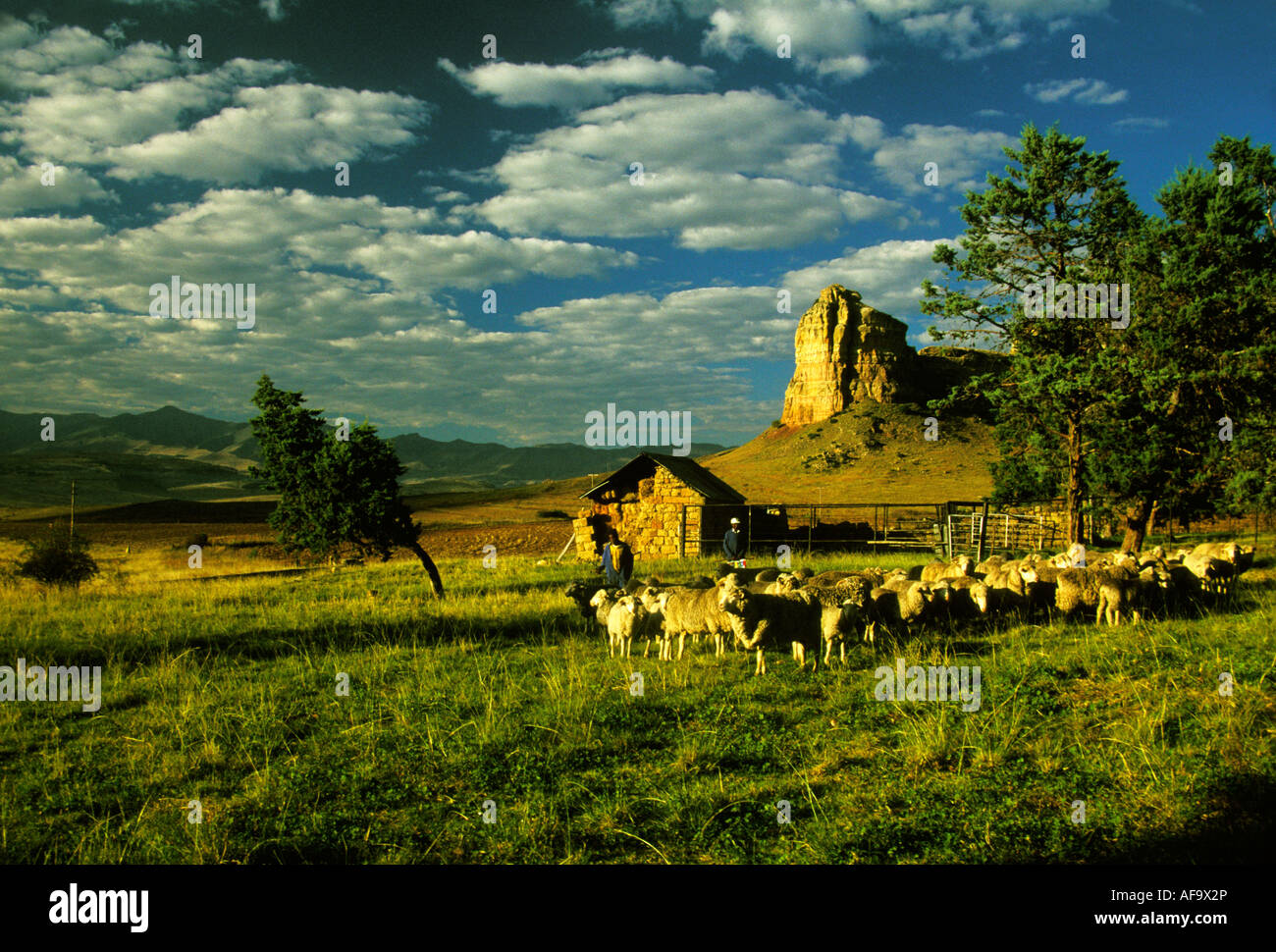 Sheep farming farming hi-res stock photography and images - Alamy