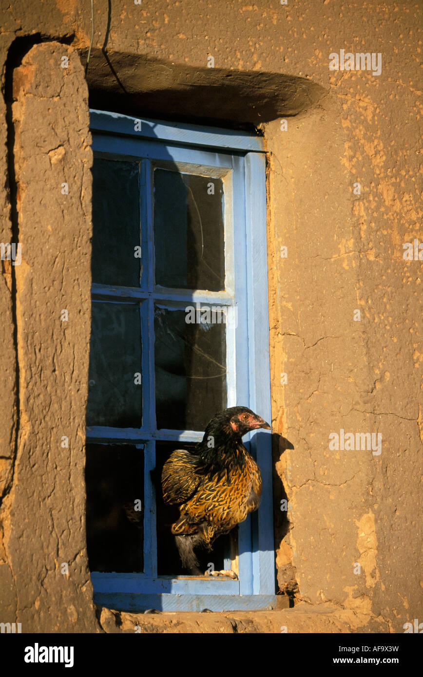 Hen through a window hi-res stock photography and images - Alamy