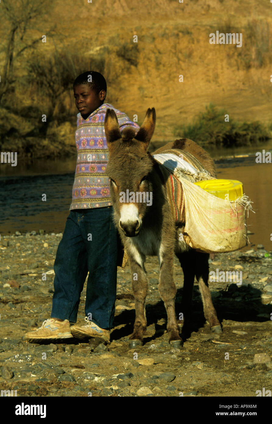 Donkey carries water hi-res stock photography and images - Alamy