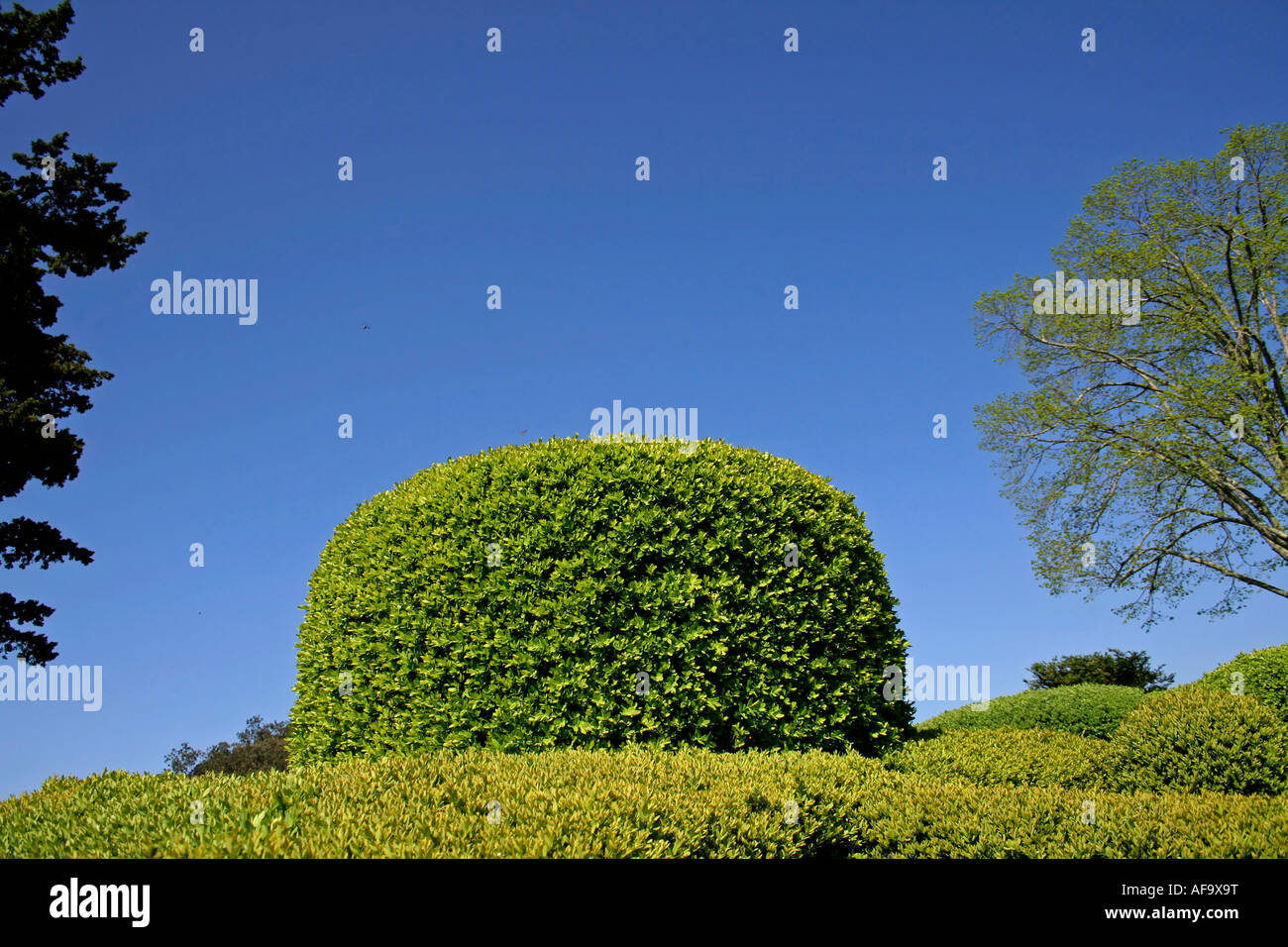 Dome Shaped Tree High Resolution Stock Photography and Images - Alamy
