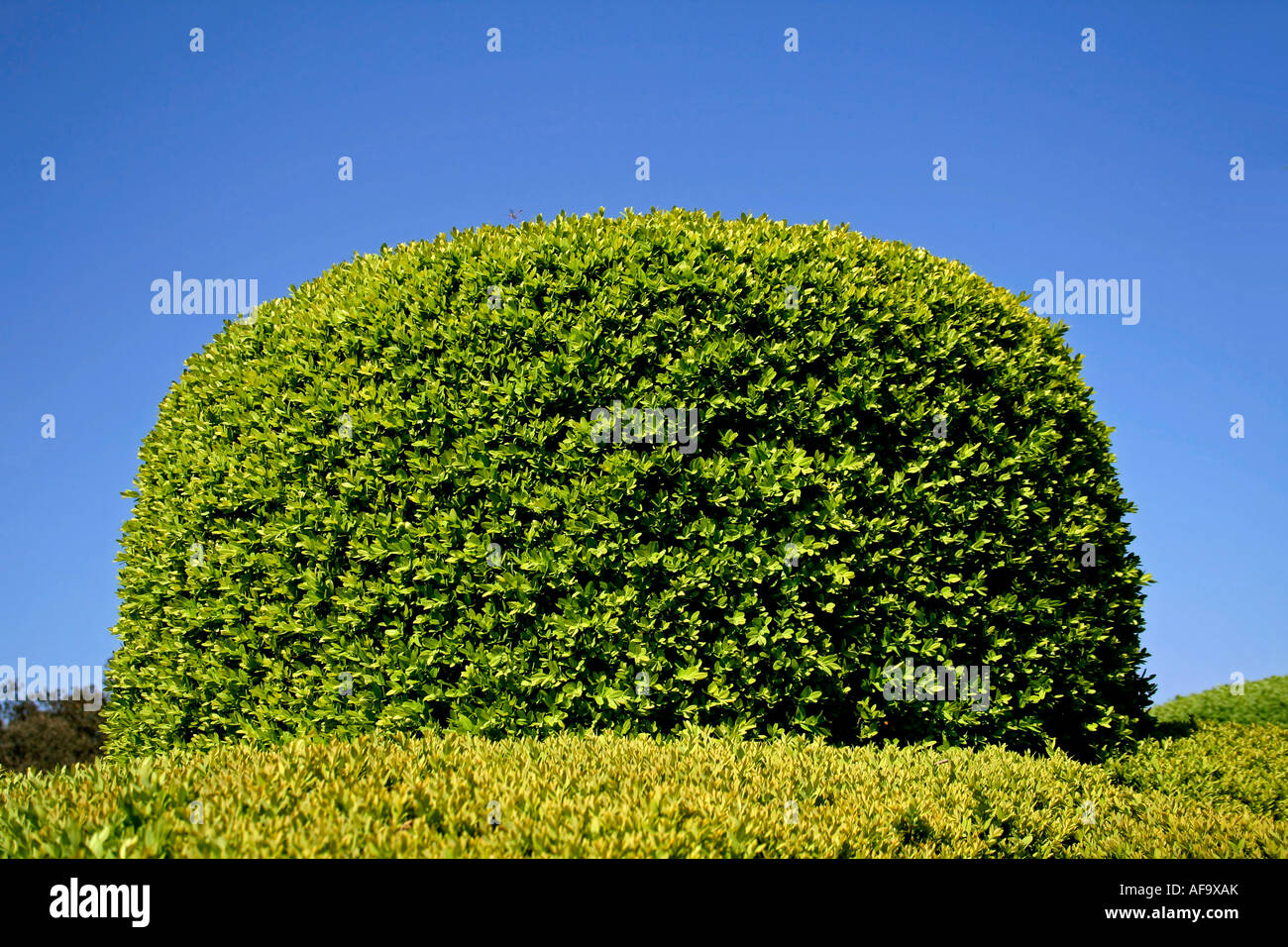 Dome shaped tree hi-res stock photography and images - Alamy