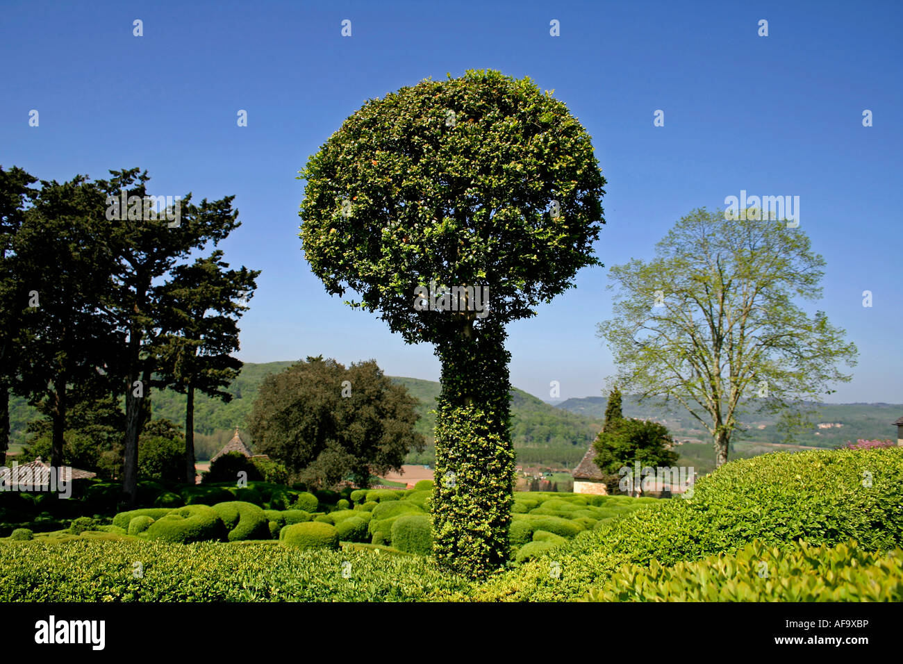 round tree bush in landscaped gardens marqueyssac Stock Photo - Alamy