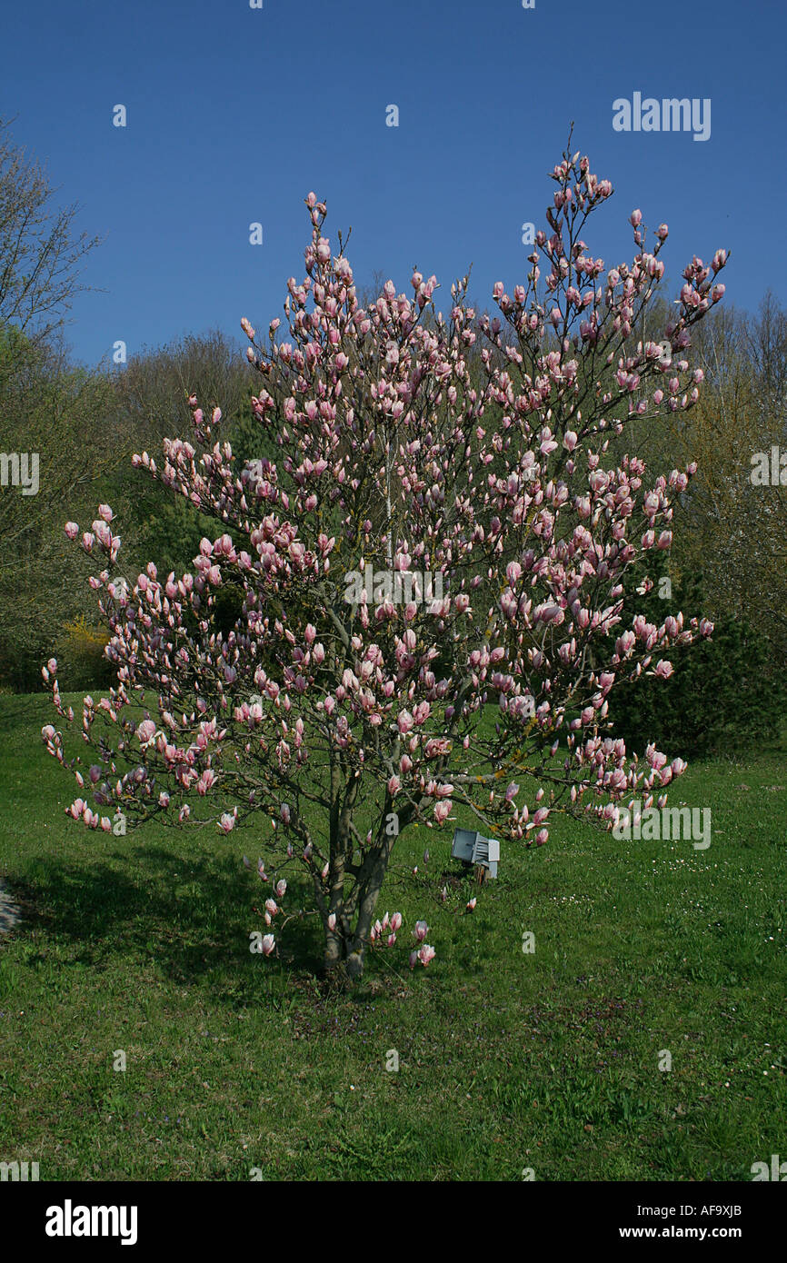 Magnolienbaum hi-res stock photography and images - Alamy