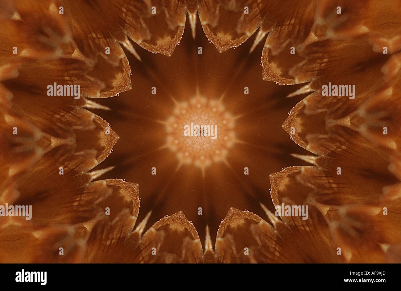 abstract digitalized view of dried sunflower seed head Stock Photo - Alamy