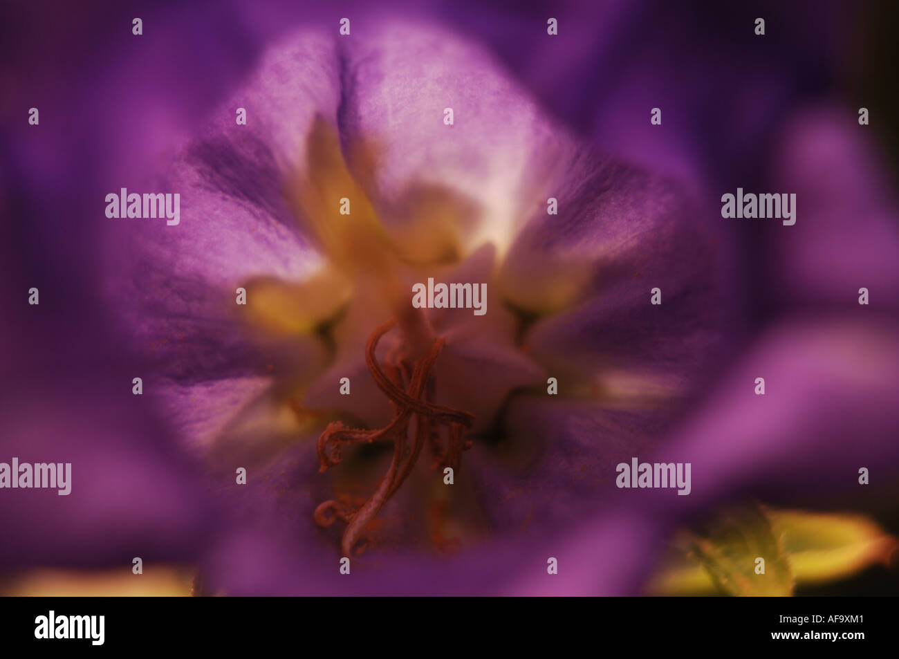 abstract view inside a mauve flower Stock Photo - Alamy