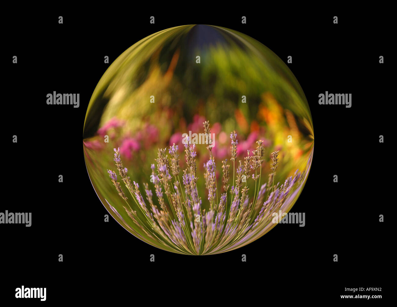 pink lavender inside sphere Stock Photo - Alamy