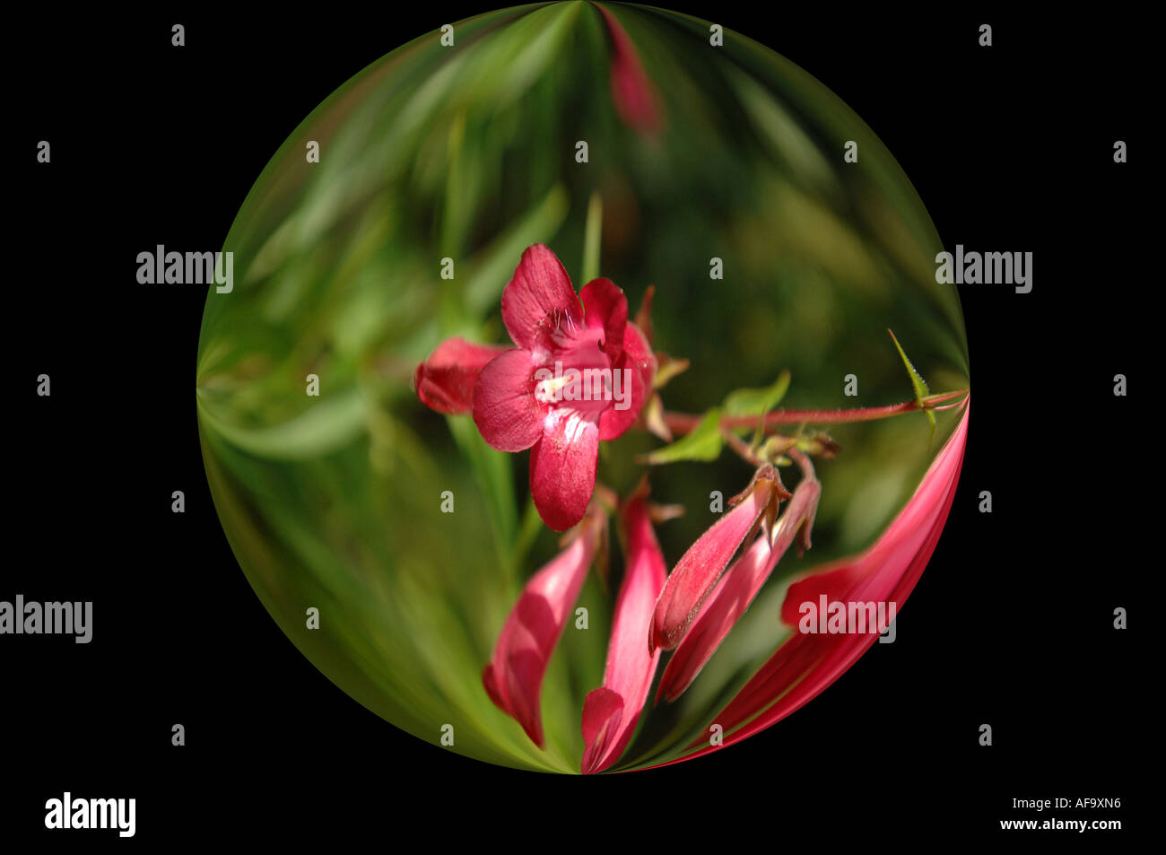 fish eye view of pink flower Stock Photo - Alamy