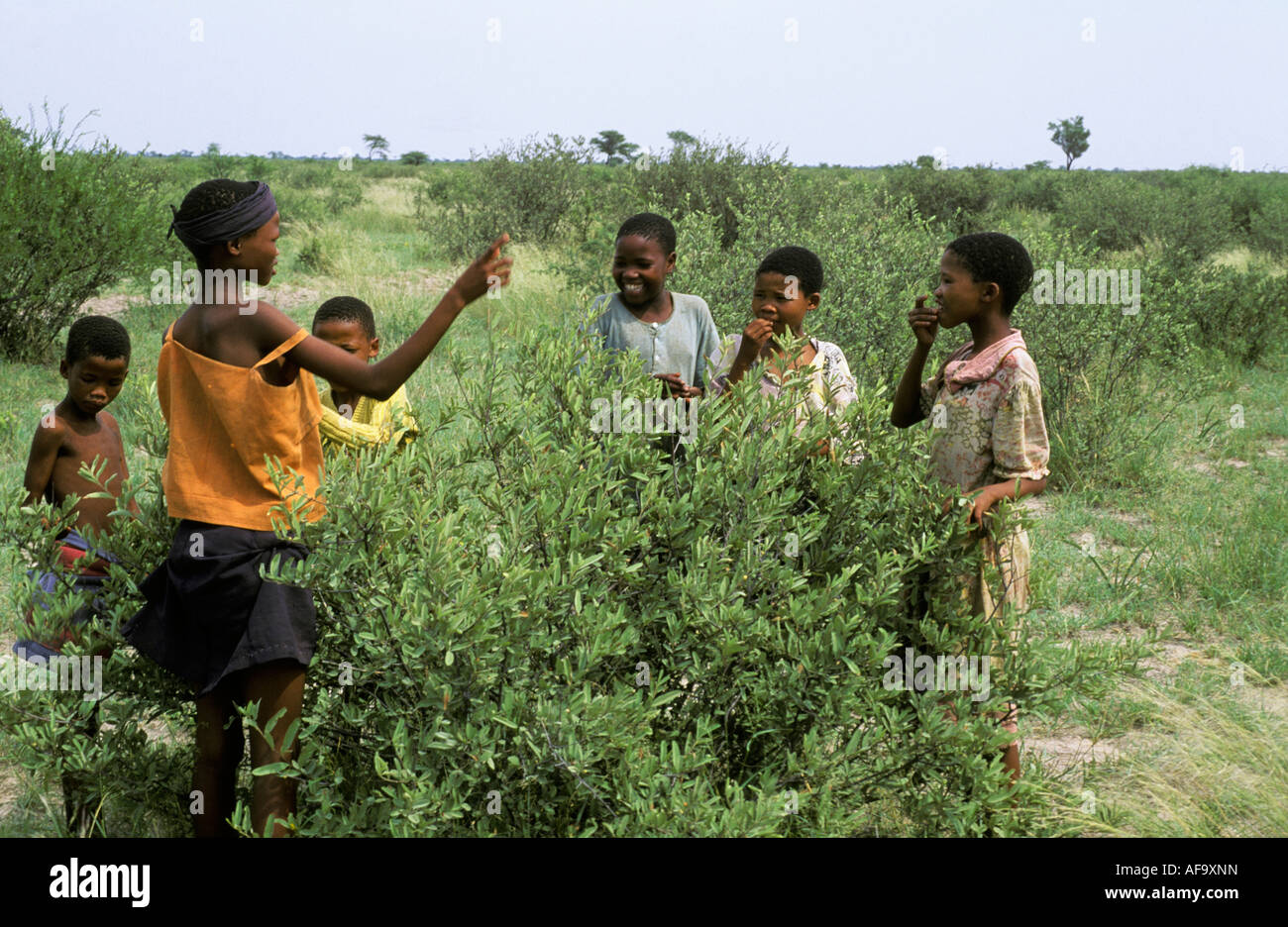 Bushman children picking and eating fruits of brandybush or velvet ...