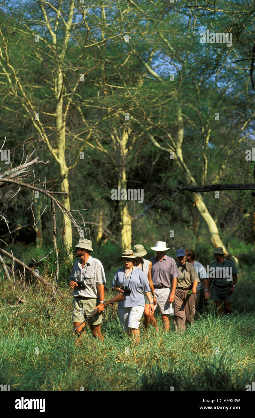A group of hikers in a fever tree forest with an armed game guard on a ...