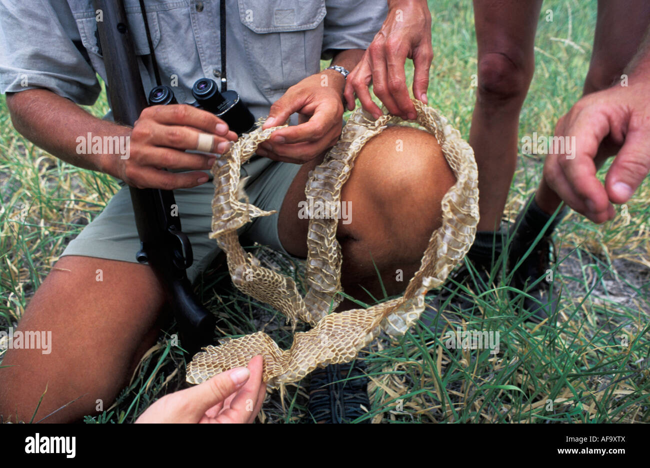 An armed game guard holding a snake skin Kruger National Park, Limpopo ...
