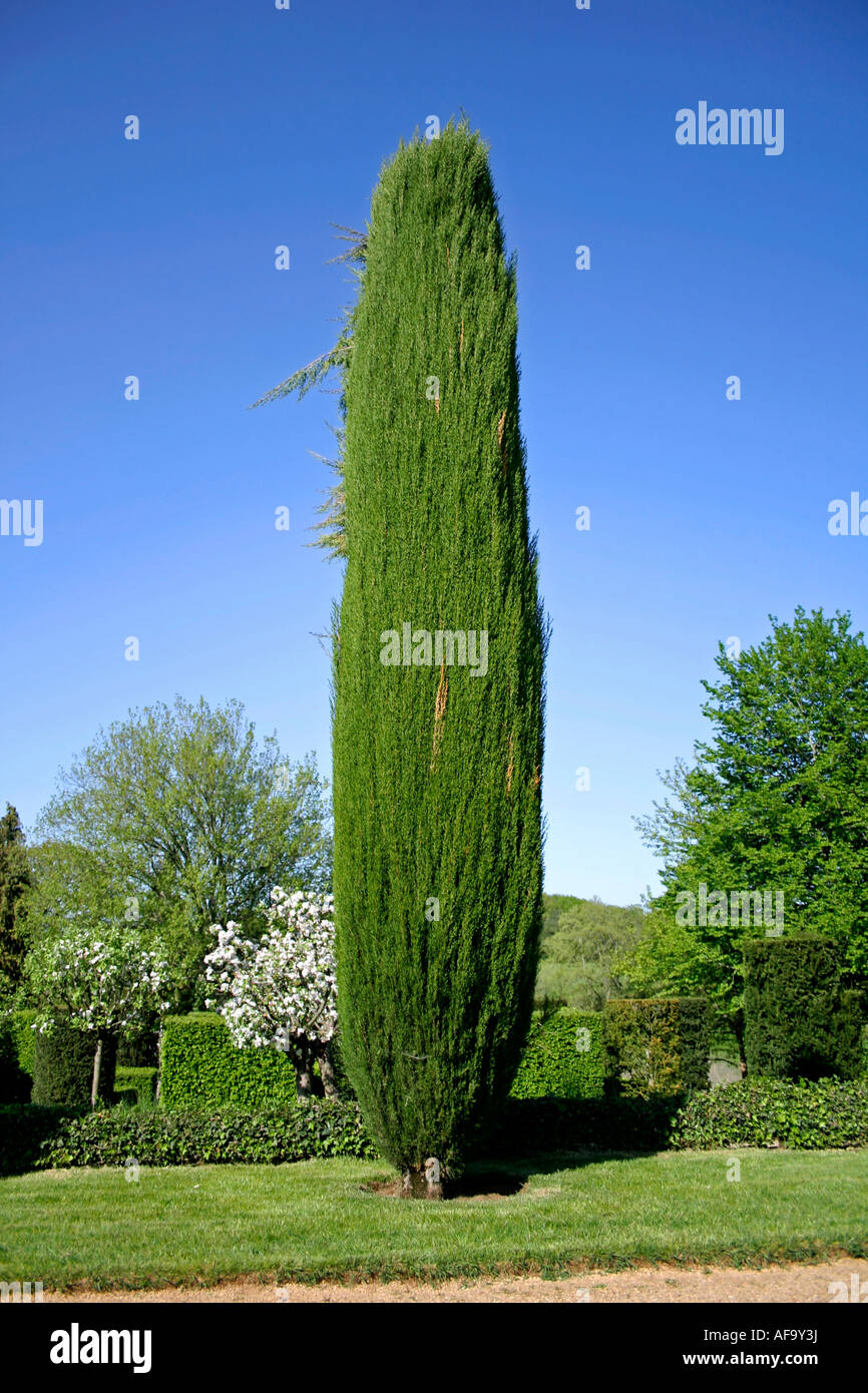 cyprus tree in the gardens of eyrignac france Stock Photo - Alamy