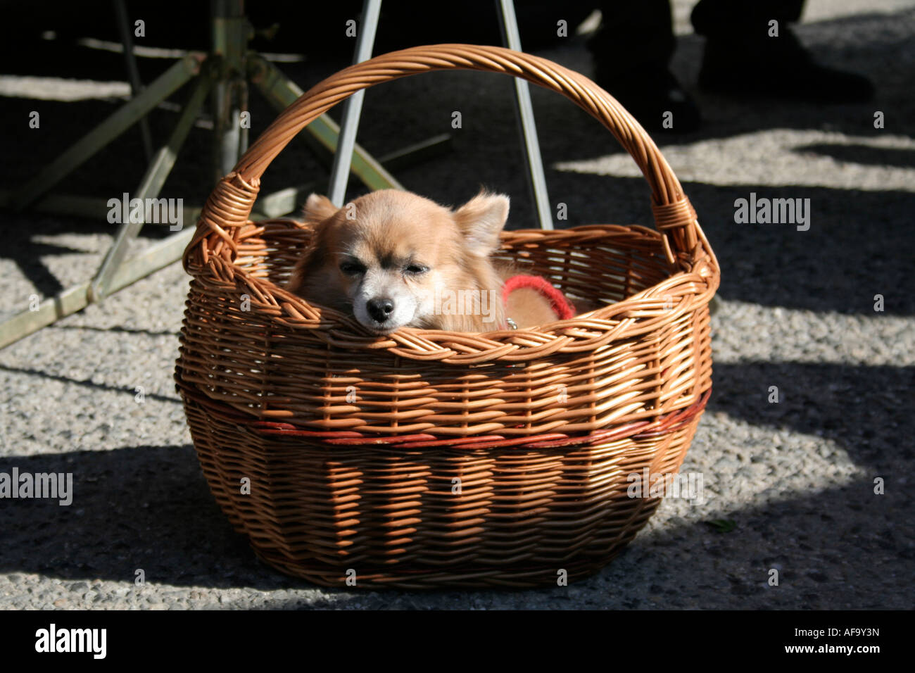 small beige dog in basket Stock Photo - Alamy