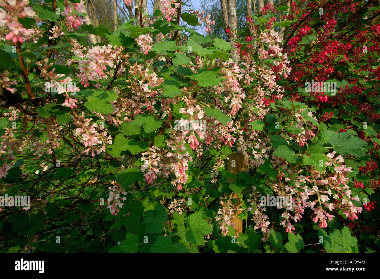 Pink and red flowering currant in a bright hedgerow display Stock Photo ...